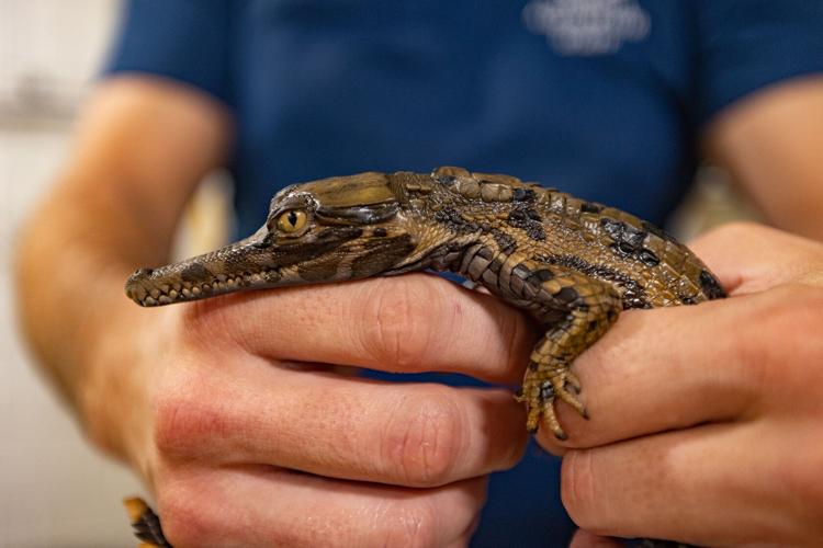 Threatened crocodile species hatches at Virginia Aquarium | Community ...