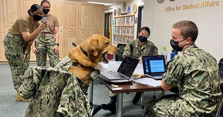 USU Facility Dogs Help De-stress USU Med Students | Community | militarynews.com