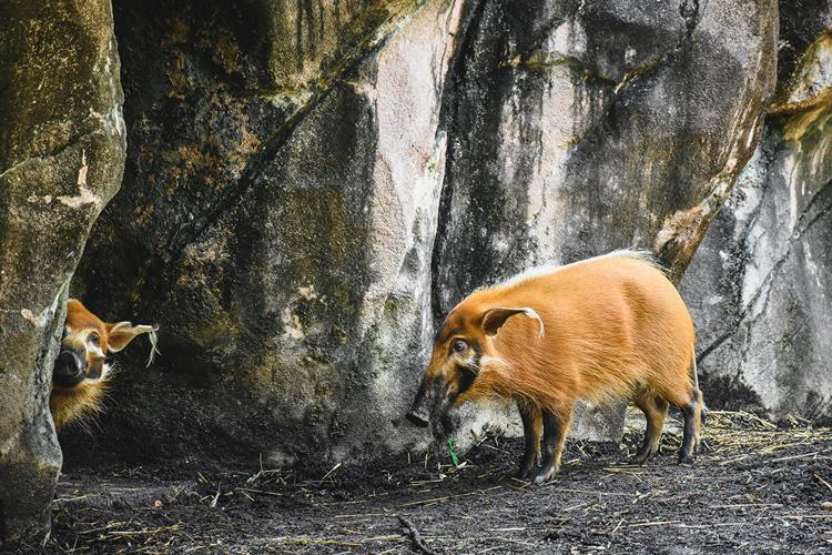 Virginia Zoo Has Two New Attention Hogs | Hampton Roads News ...