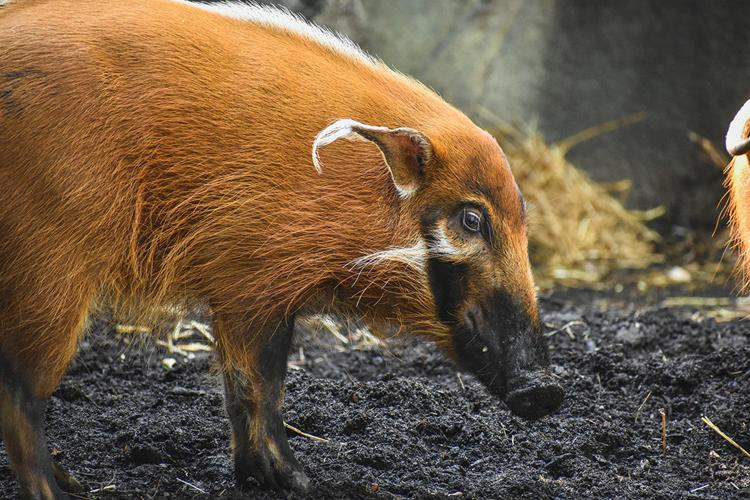 Virginia Zoo Has Two New Attention Hogs | Hampton Roads News ...