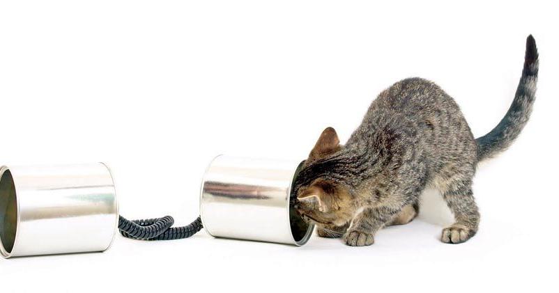 How to reduce unwanted litters, end shelter deaths for kittens ...