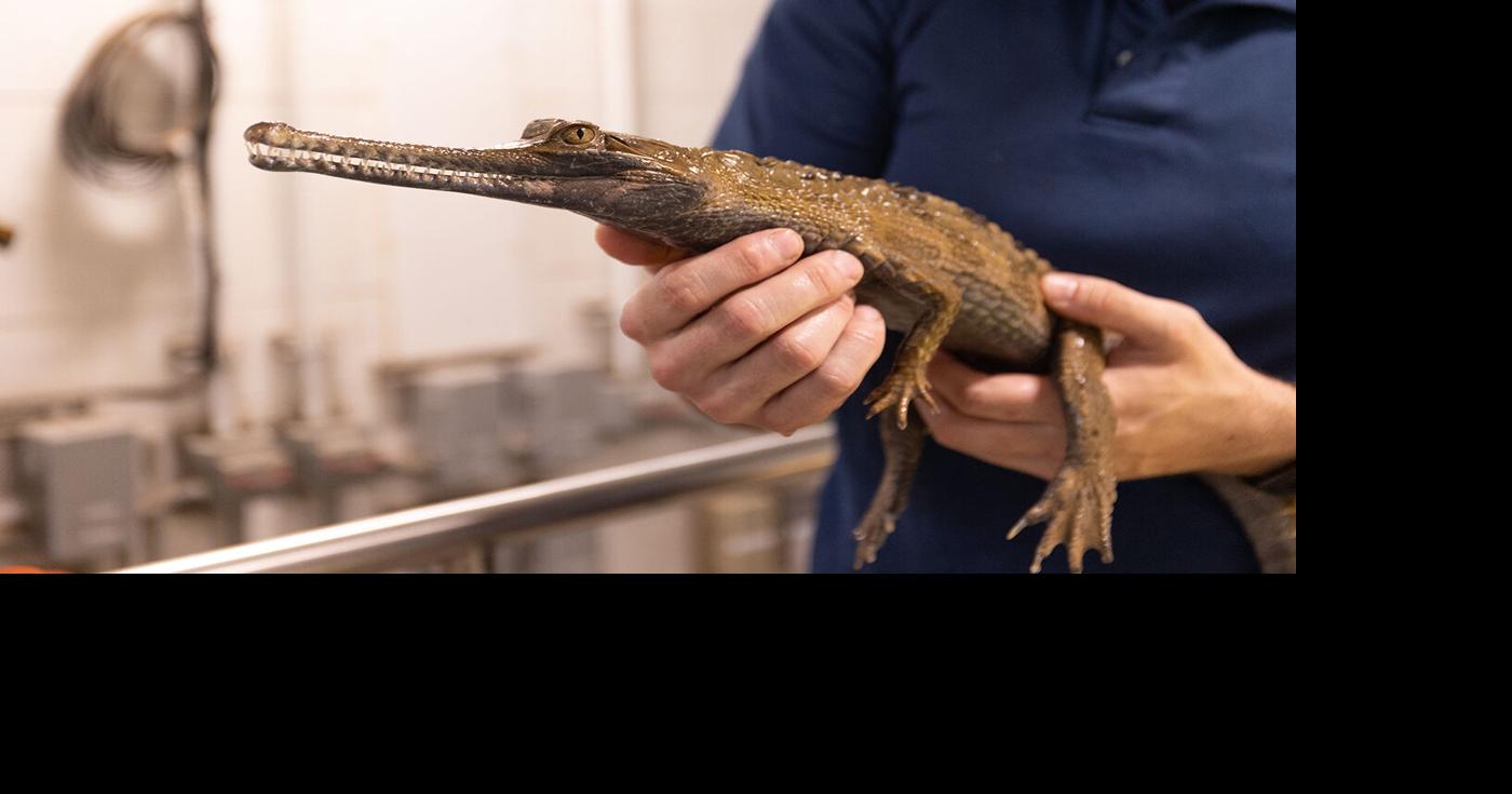 The Virginia Aquarium’s Tomistoma hatchlings safely arrive at new home ...