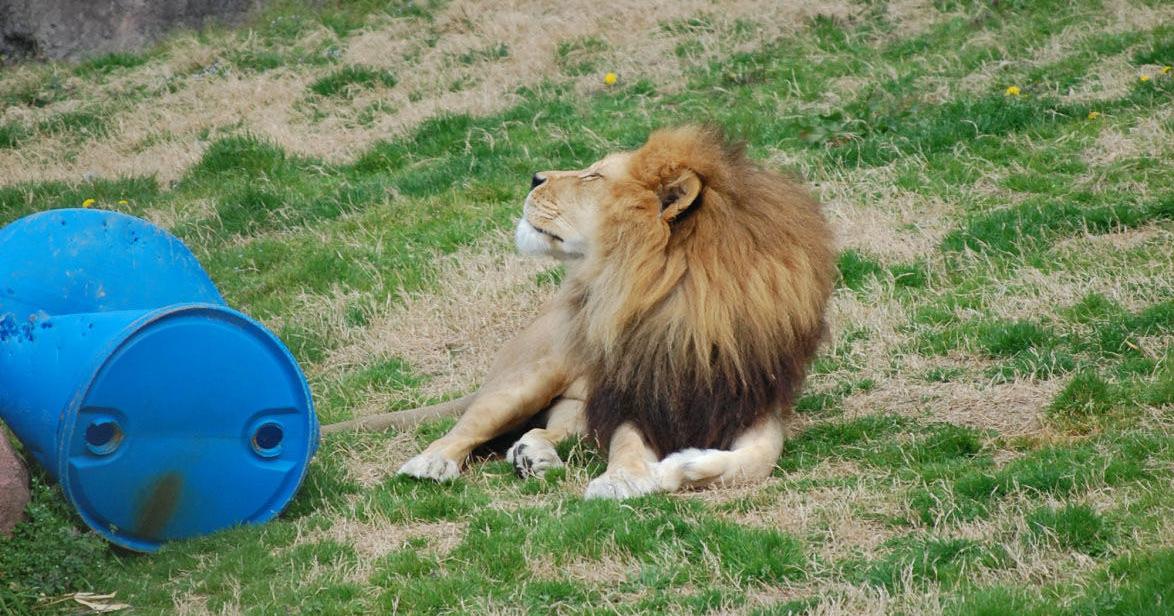 Lions, tigers and ... beers? Virginia Zoo gives visitors unique ...
