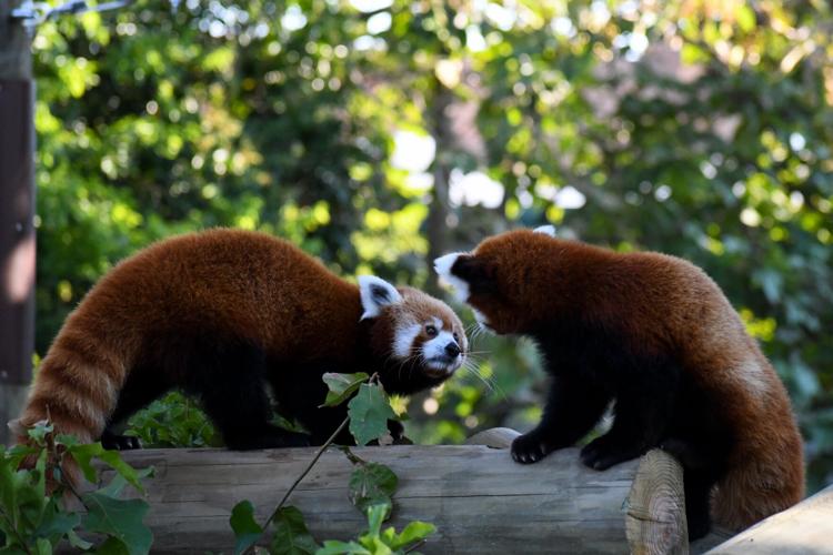Virginia Zoo’s Asia Trail has new residents | Community | militarynews.com