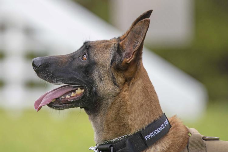 Four-legged heroes at NAS Oceana | Top Stories | militarynews.com