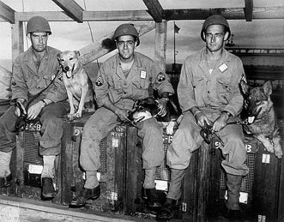 Heritage Spotlight: March 13, 1942: U.S. Army Establishes K-9 Corps ...