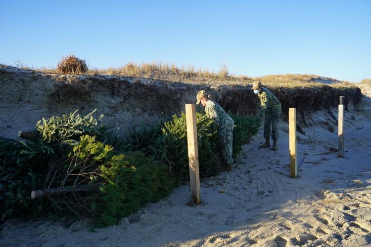 Recycled Christmas trees at JEBLCFS prevent beach erosion | Top Stories ...