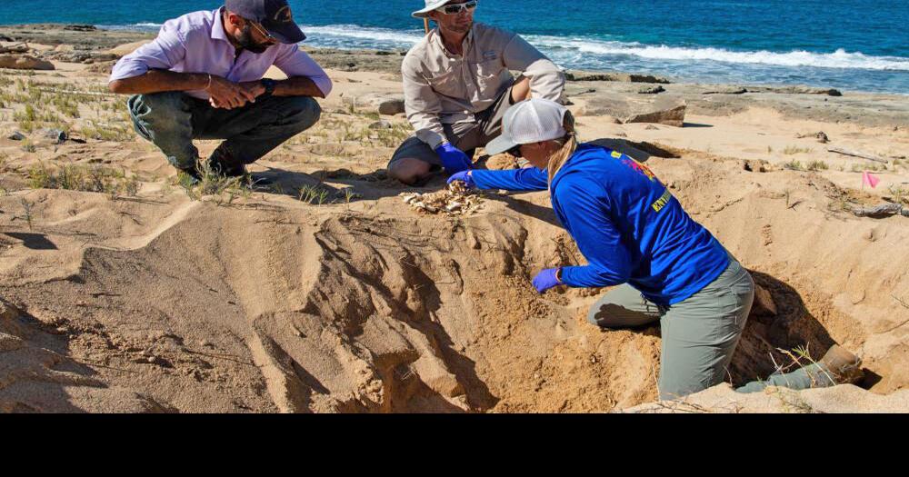 A discovery worth shell-ebrating | Quarterdeck | militarynews.com