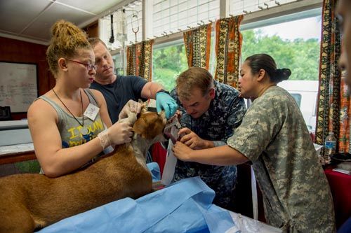 Pacific Partnership 2015 veterinary personnel treat Fijian pets at ...