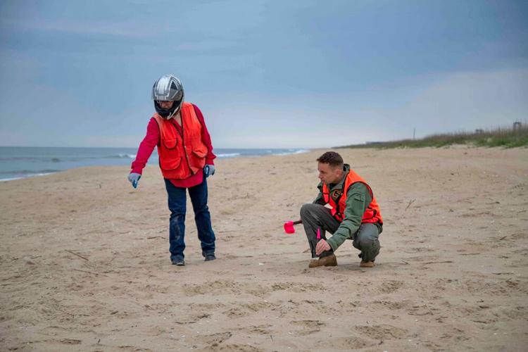 Sea turtle nesting season on Dam Neck Annex | Top Stories ...