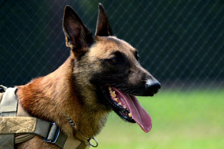 Air Force MWD team saves lives of Army Soldiers, nominated for Bronze ...