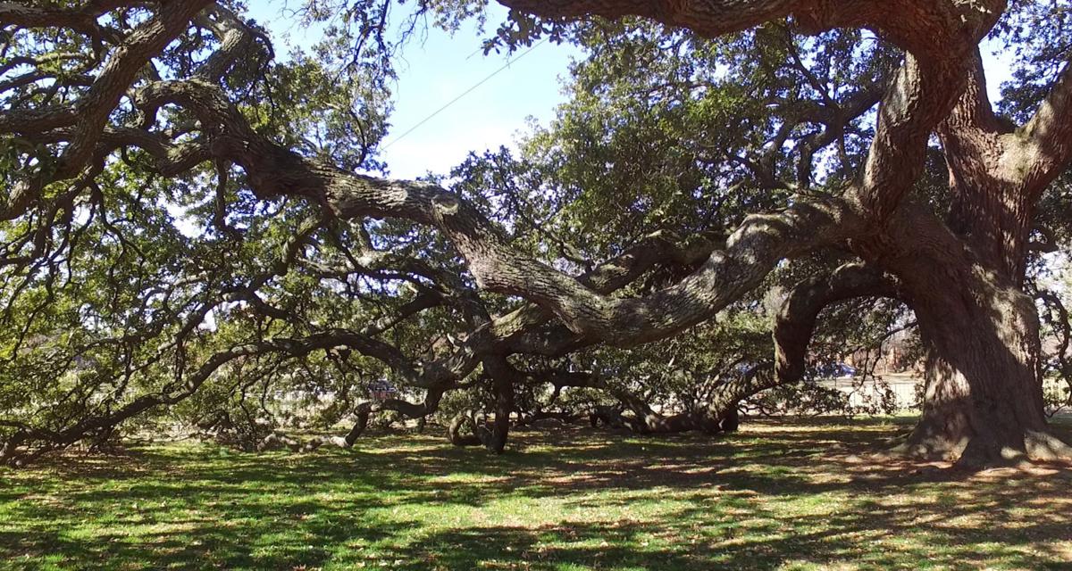 Mary Smith Peak (1823-1862) and the Emancipation Oak | News ...