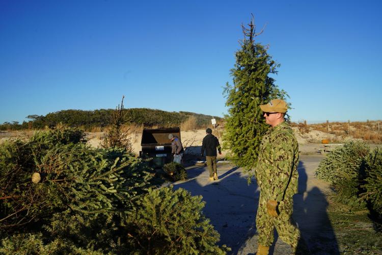 Recycled Christmas trees at JEBLCFS prevent beach erosion | Top Stories ...