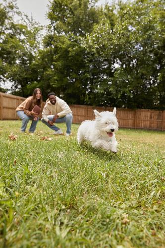 Fun ways to include your pup in game day festivities | Community ...