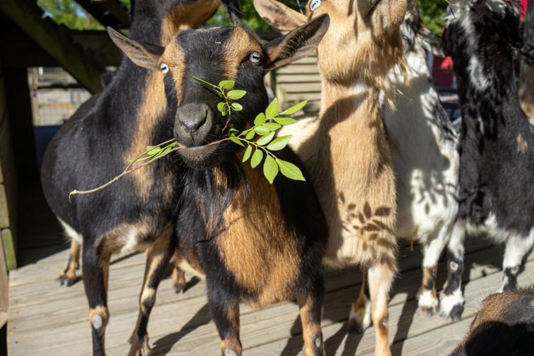 Flock to the Virginia Zoo for before-hours Breakfast with the Animals ...