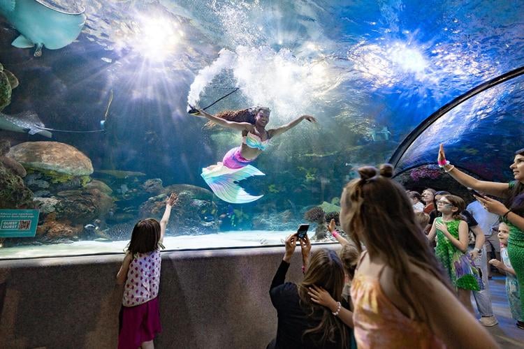 There’s Something Mer-Magical at the Virginia Aquarium! “Mermaids ...