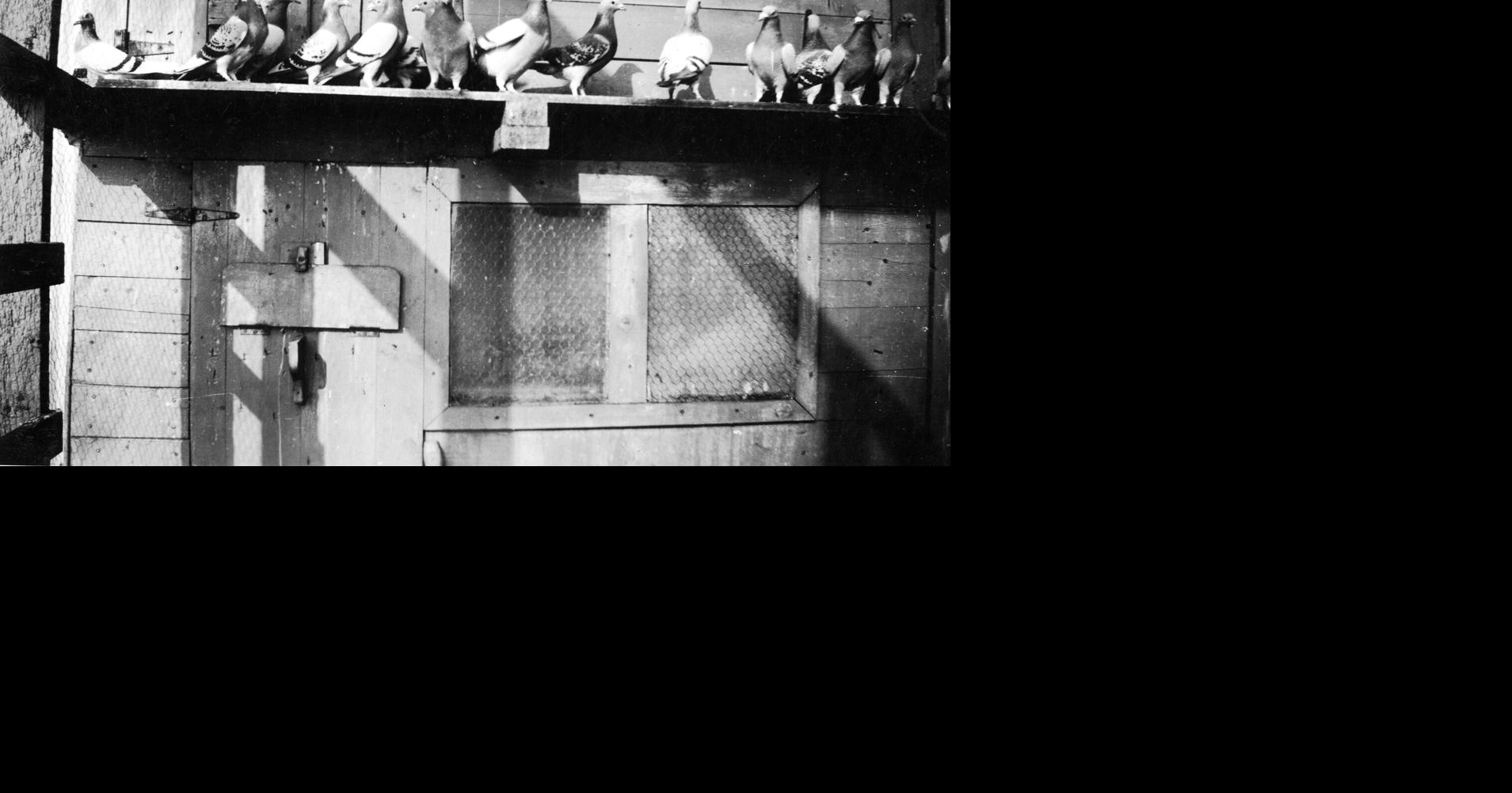 Pigeons: The Navy’s first aviators | Top Stories | militarynews.com