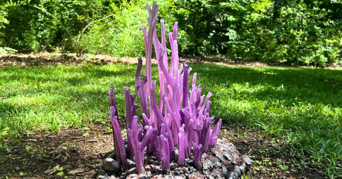 Have fun with funky fungi at Norfolk Bontancal Garden | Community ...