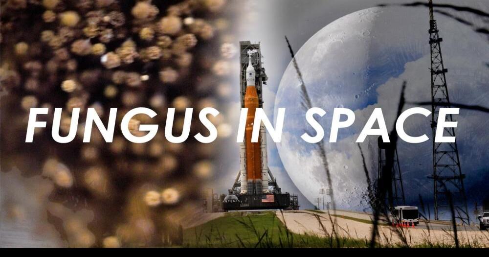 Fungus in Space | Top Stories | militarynews.com