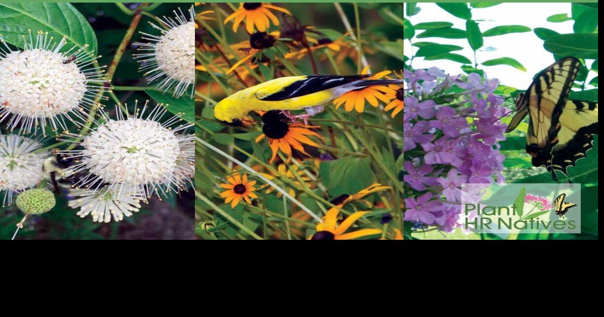 Support clean waterways and a diverse habitat for pollinators, birds ...