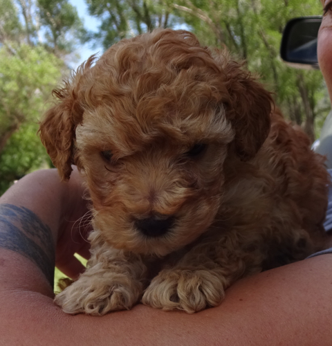 Mini Poodle pups, also MIni Aussie Doodle pups, and Mini Aussie pups ...