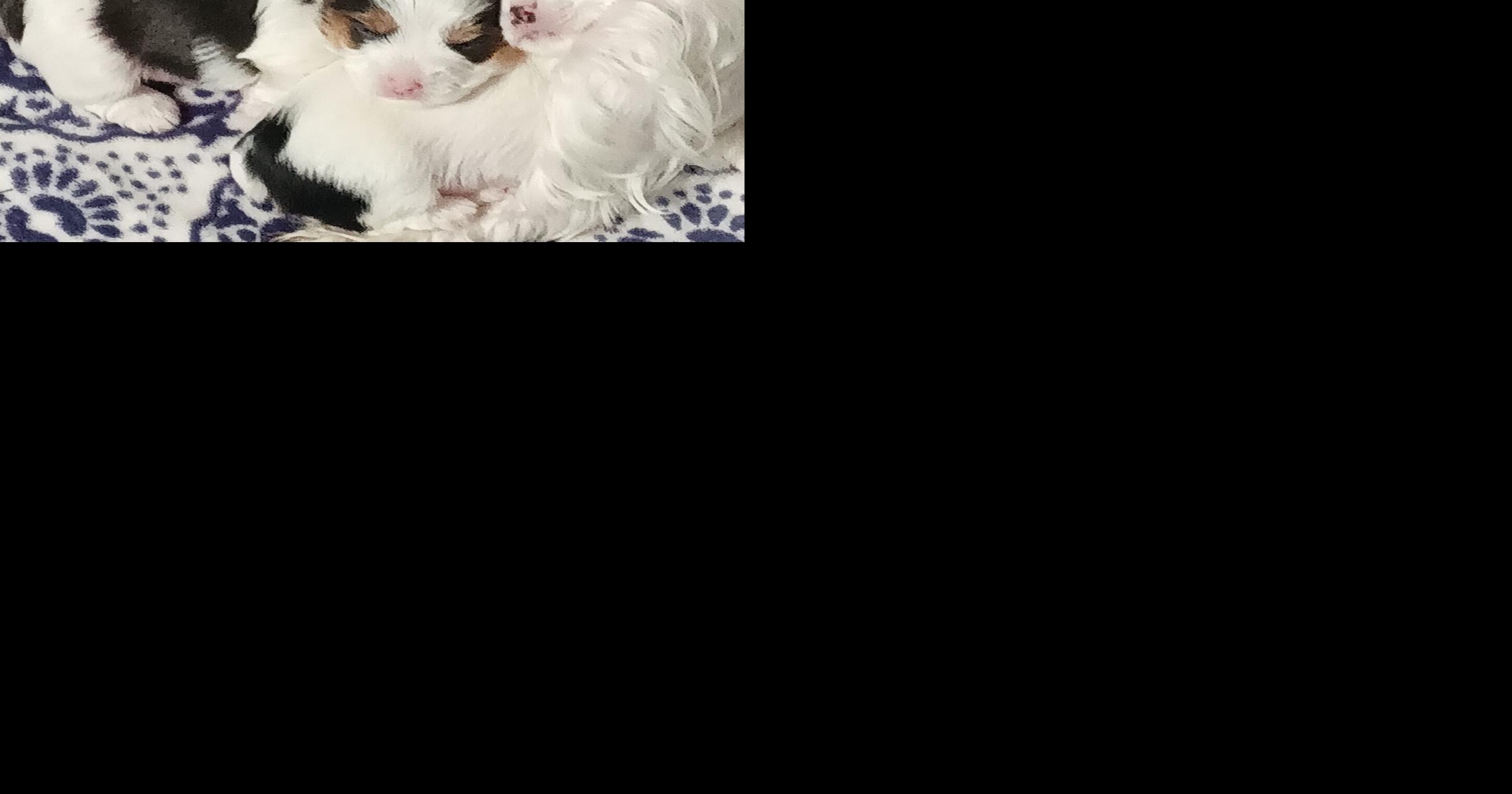 Yorkshire Terrier Puppies | Dogs | mininickel.com