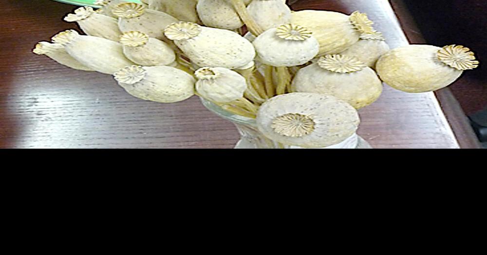 Poppy powder ruining lives