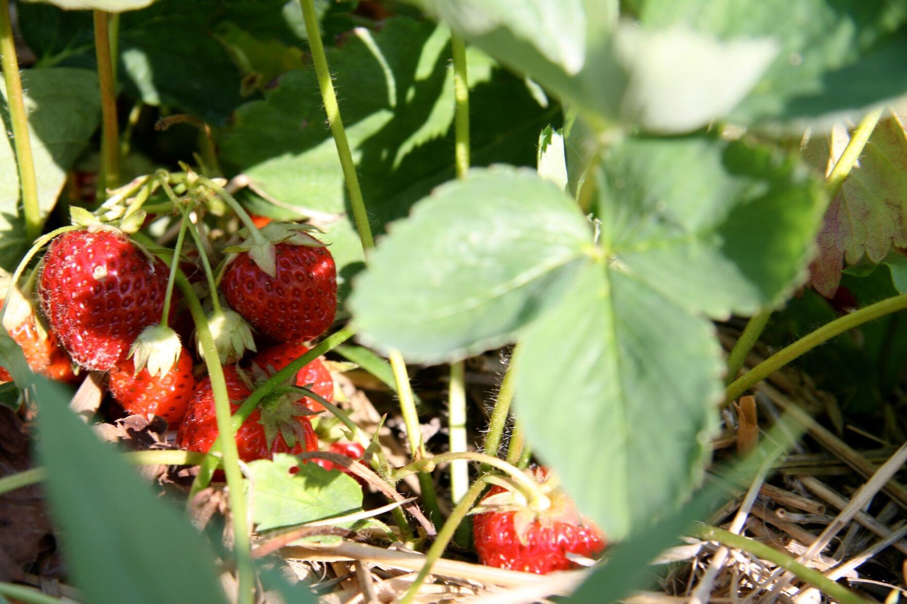 Ontario Strawberry Picking 2026: Season Dates