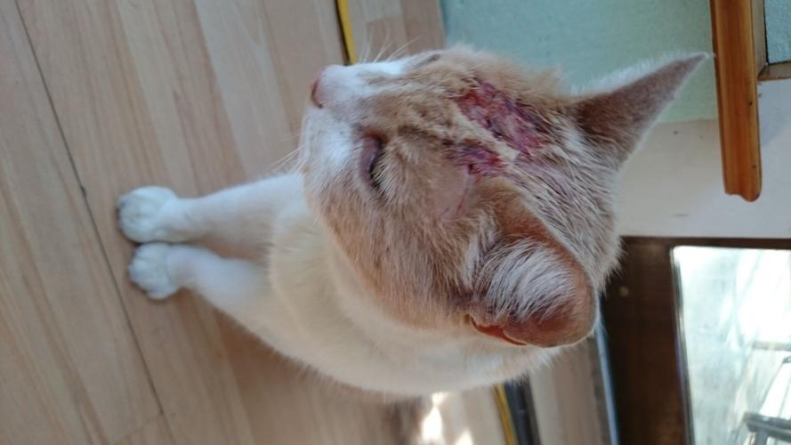 cat after coyote attack