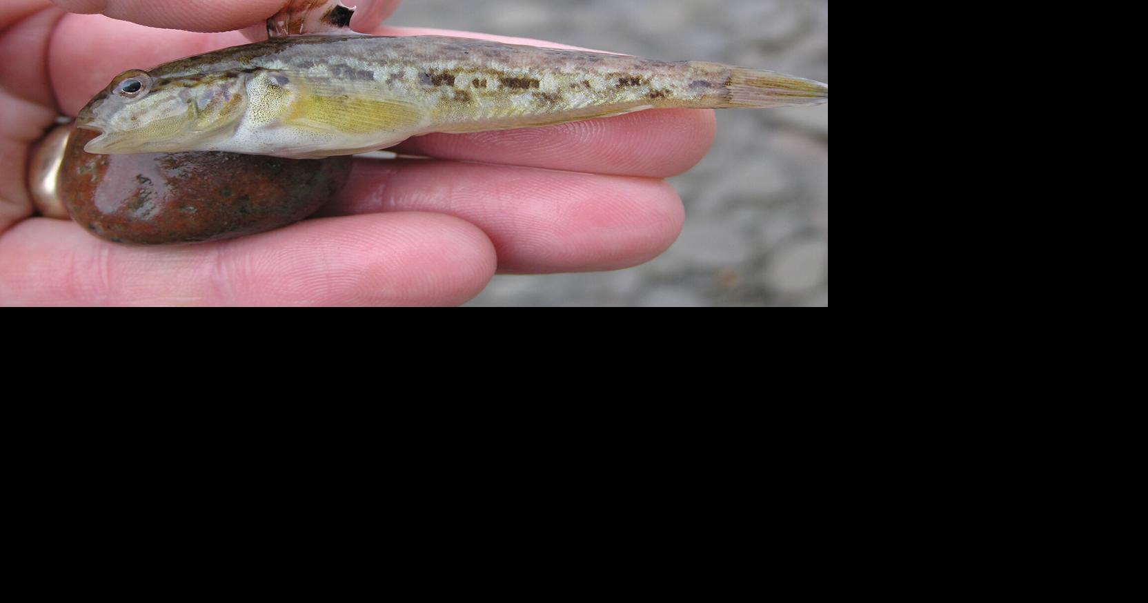 goby fish invasive