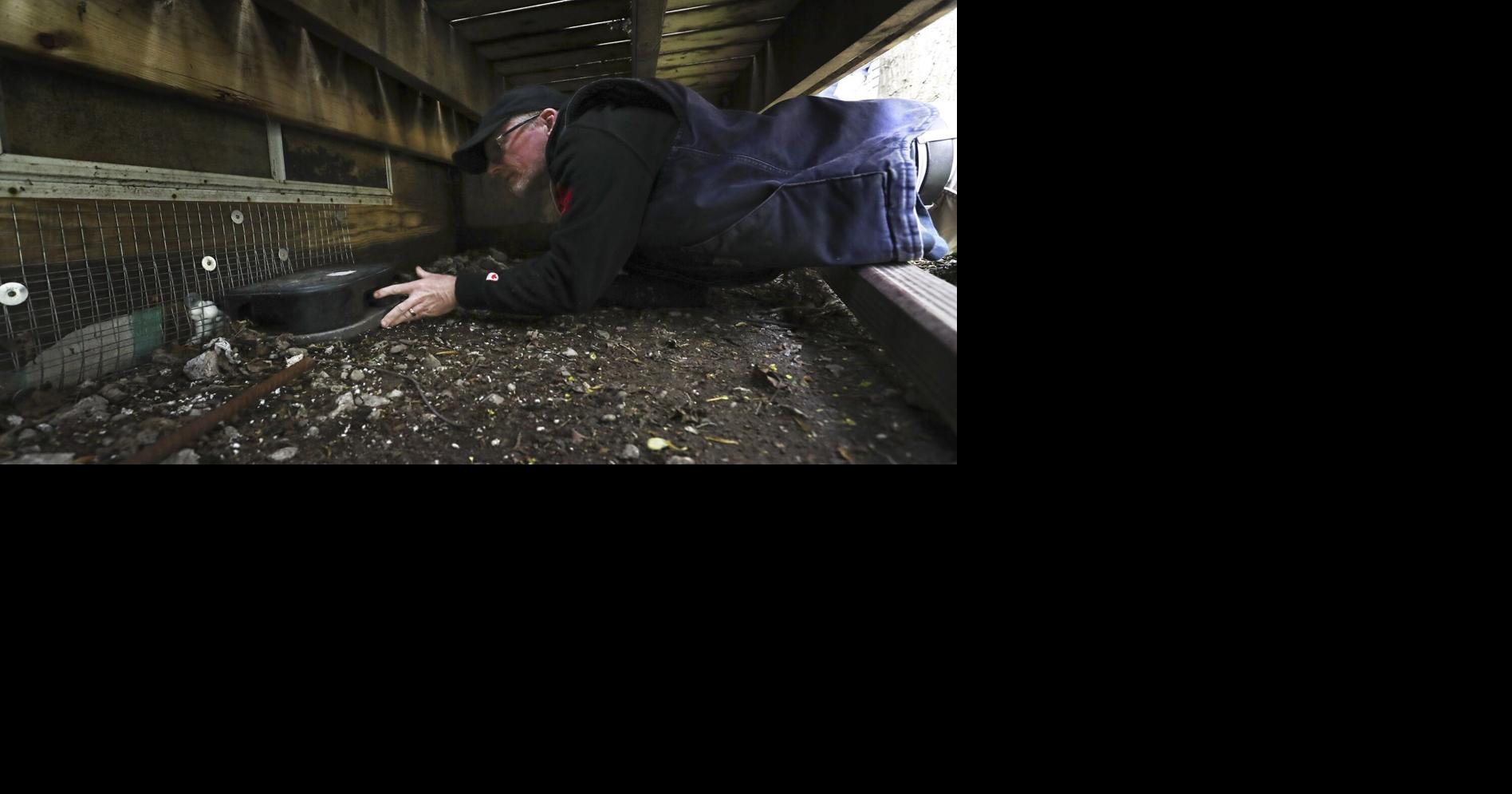 Dealing with rats in Brampton, Caledon or Mississauga? Peel rodent ...