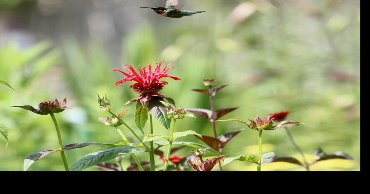 Project Cardinal attracts attention of hummingbirds