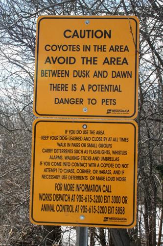 City not planning any changes to coyote management program following ...
