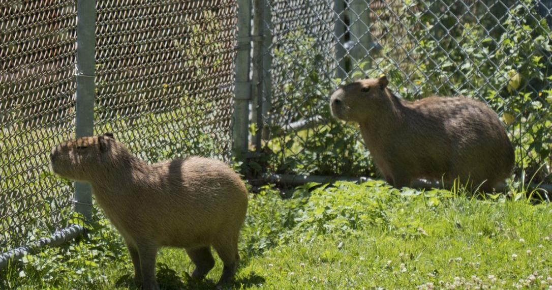 High Park Zoo capybaras welcome three capy-babies