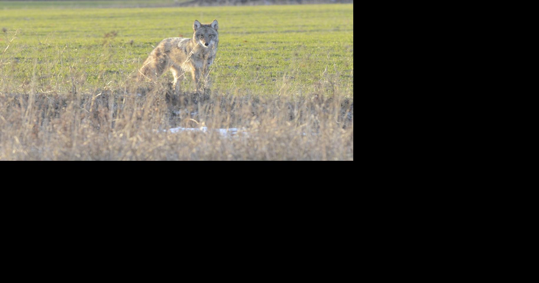 Coyote sighting near Mississauga school sparks warning letter from ...