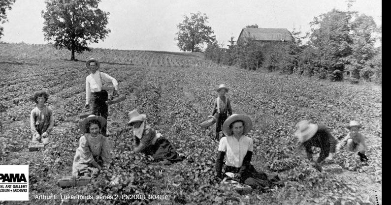 THROWBACK THURSDAY: Clarkson once the 'Strawberry Capital of Ontario'