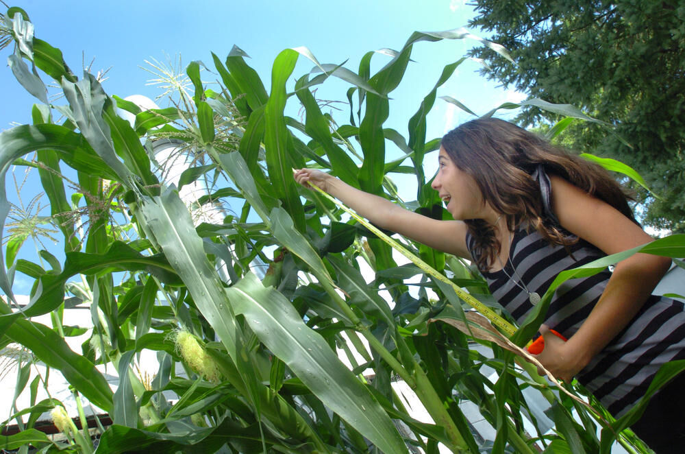 Giant cornstalk keeps on growing