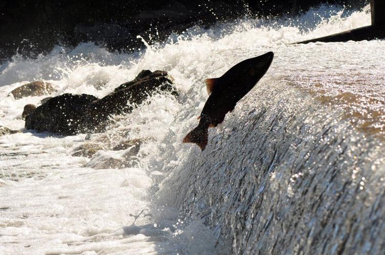 Mississauga has front row seat for fall salmon migration