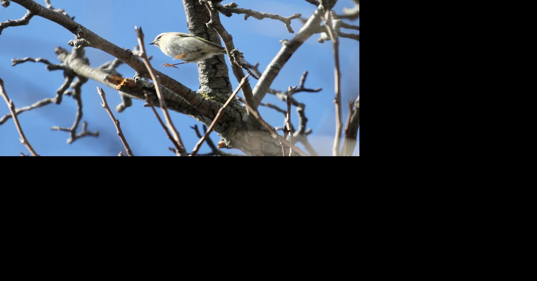 Credit Valley Conservation urges caution around wild birds amid recent ...