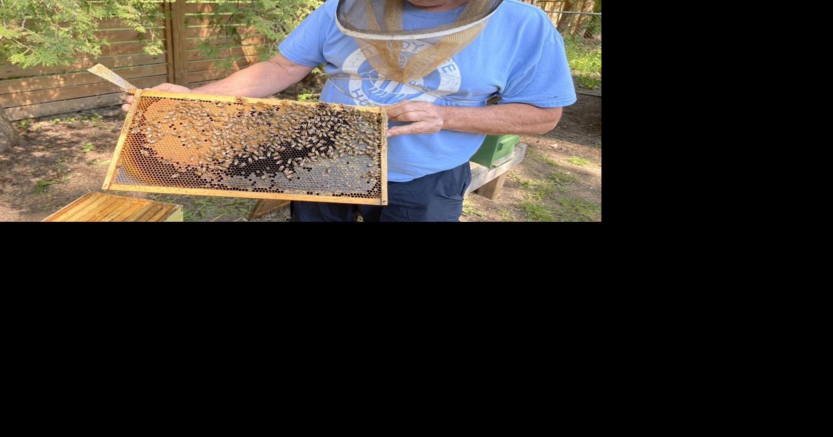 Urban beekeepers are more important now, say experts