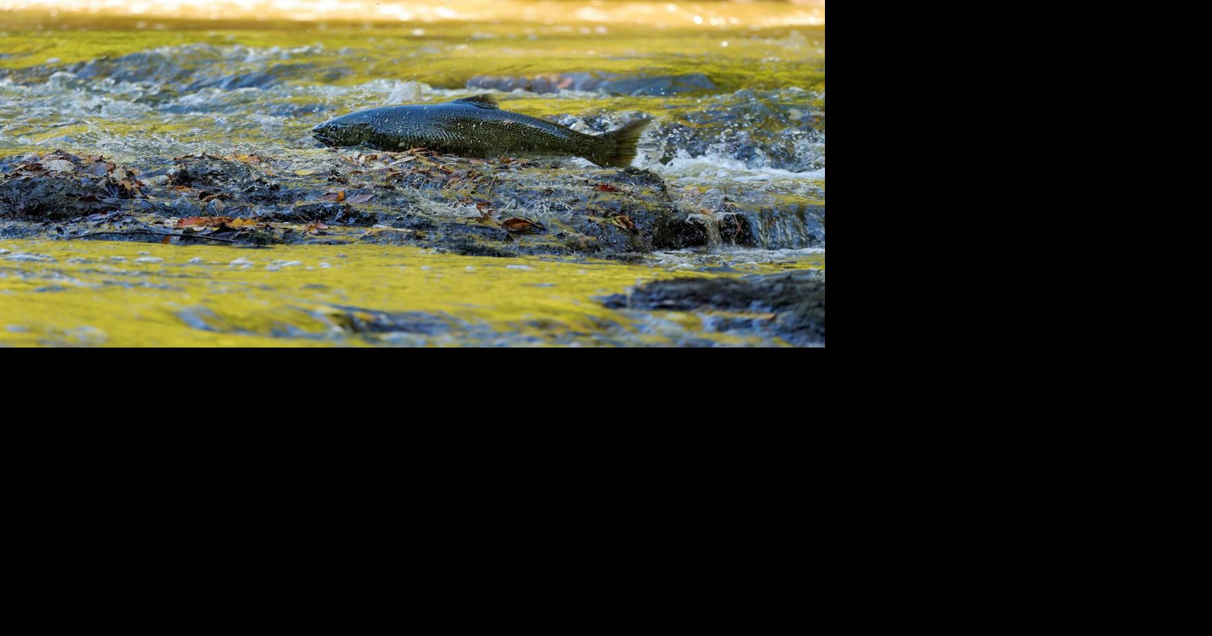 Annual salmon run underway in Credit River