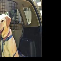 Pets and distracted driving: What you need to know