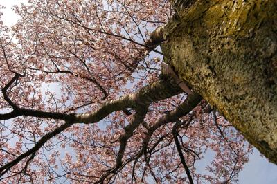 japanese cherry tree canada