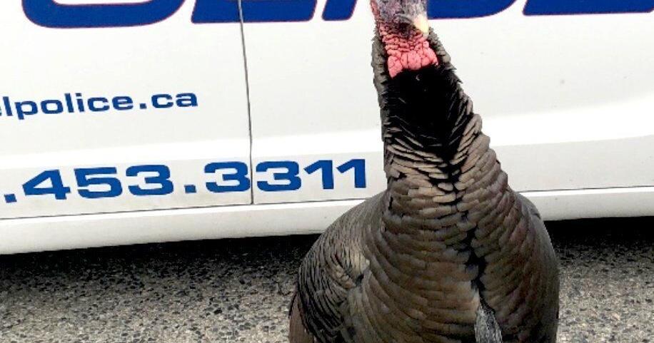 BAD BIRD: Peel police respond to reports of ‘angry turkey’ blocking ...
