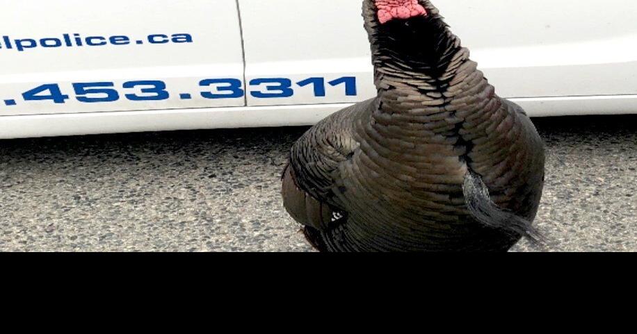 BAD BIRD: Peel police respond to reports of ‘angry turkey’ blocking ...