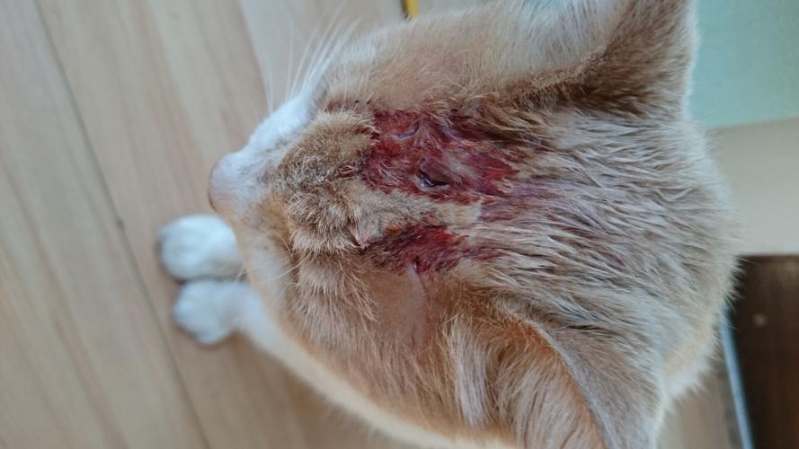 cat after coyote attack