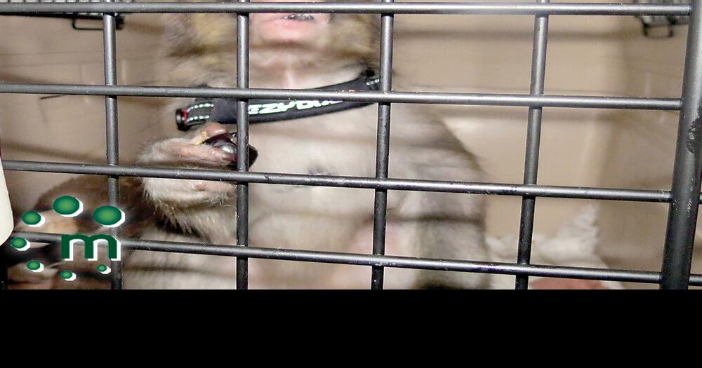Darwin the Ikea monkey to stay at sanctuary for now, court rules