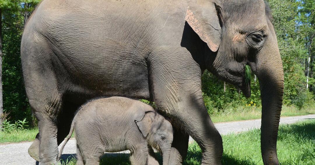 Nellie the Ellie-phant is all-Canadian