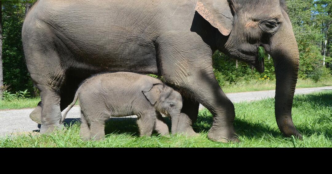 Nellie the Ellie-phant is all-Canadian