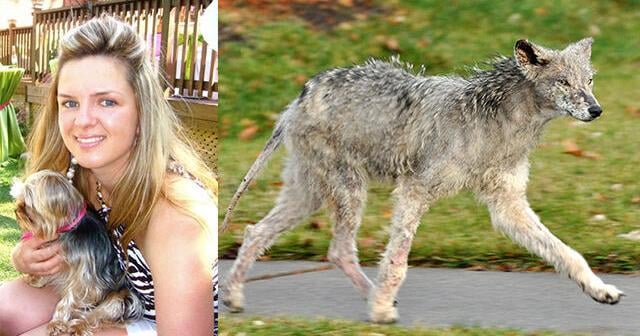 coyote attack human canada